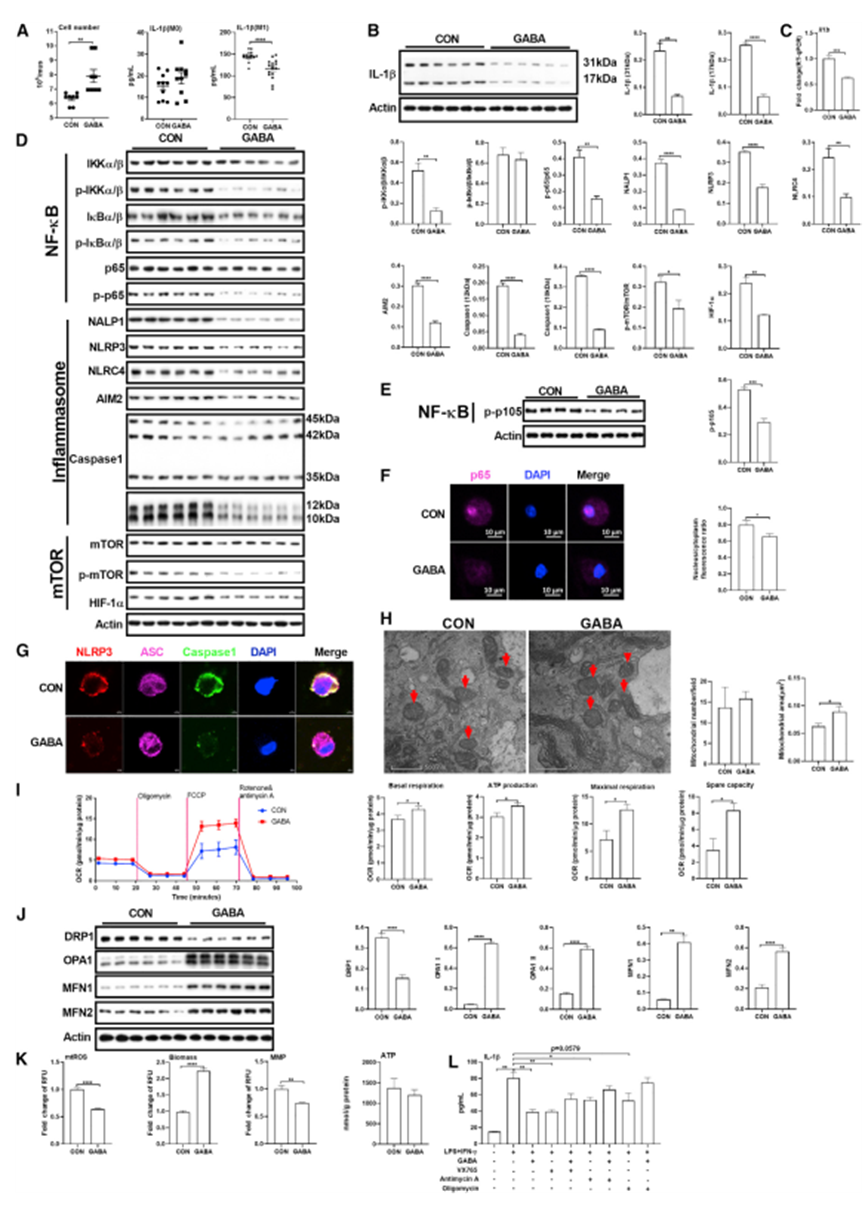 Cell Rep | 任文凯/印遇龙院士团队琥珀酰化修饰组学揭示GABA调控巨噬细胞命运机制 - PTMBio - 博客园