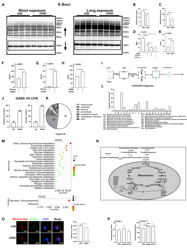 Cell Rep | 任文凯/印遇龙院士团队琥珀酰化修饰组学揭示GABA调控巨噬细胞命运机制 - PTMBio - 博客园