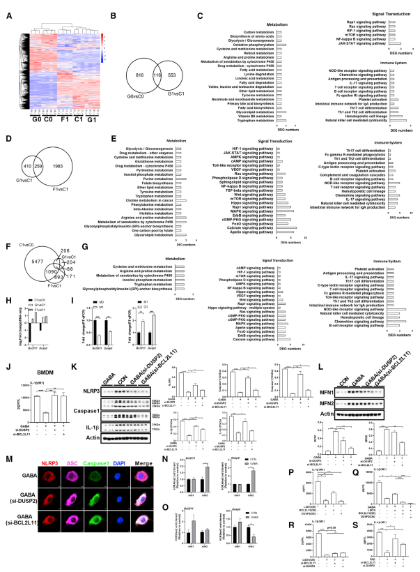 Cell Rep | 任文凯/印遇龙院士团队琥珀酰化修饰组学揭示GABA调控巨噬细胞命运机制 - PTMBio - 博客园