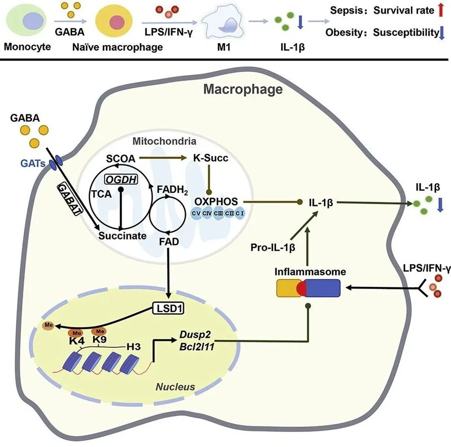 Cell Rep | 任文凯/印遇龙院士团队琥珀酰化修饰组学揭示GABA调控巨噬细胞命运机制 - PTMBio - 博客园