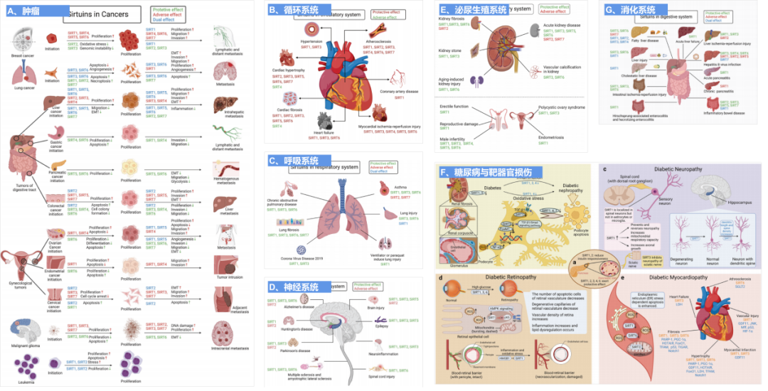 “酰”睹为快！STTT | 中国医科大学赵玉虹/刘彩刚发表SIRT蛋白家族与人类健康和疾病的综述 - PTMBio - 博客园