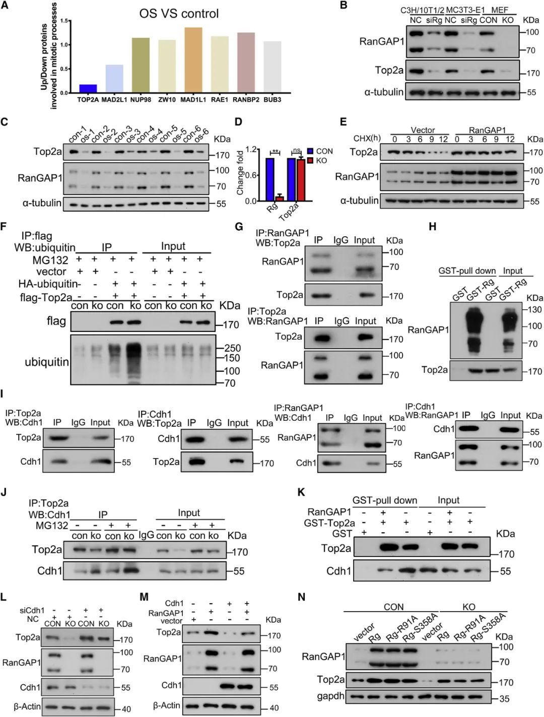 Dev Cell | 南方医科大学白晓春/邹志鹏团队蛋白组学揭示骨肉瘤发生的新机制 - PTMBio - 博客园