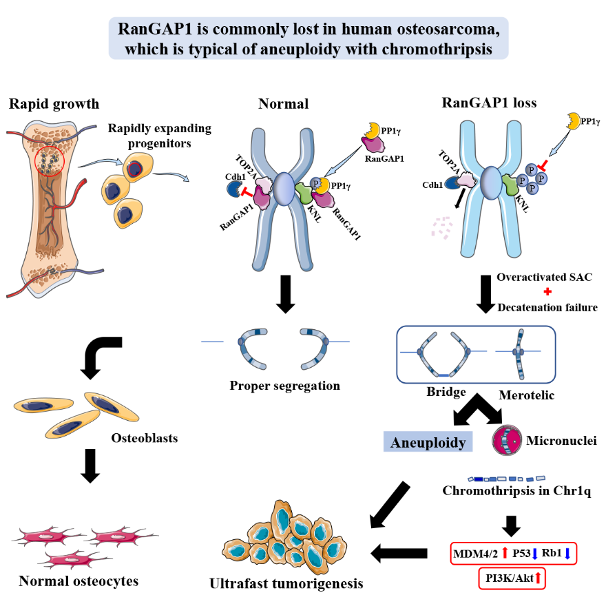 Dev Cell | 南方医科大学白晓春/邹志鹏团队蛋白组学揭示骨肉瘤发生的新机制 - PTMBio - 博客园