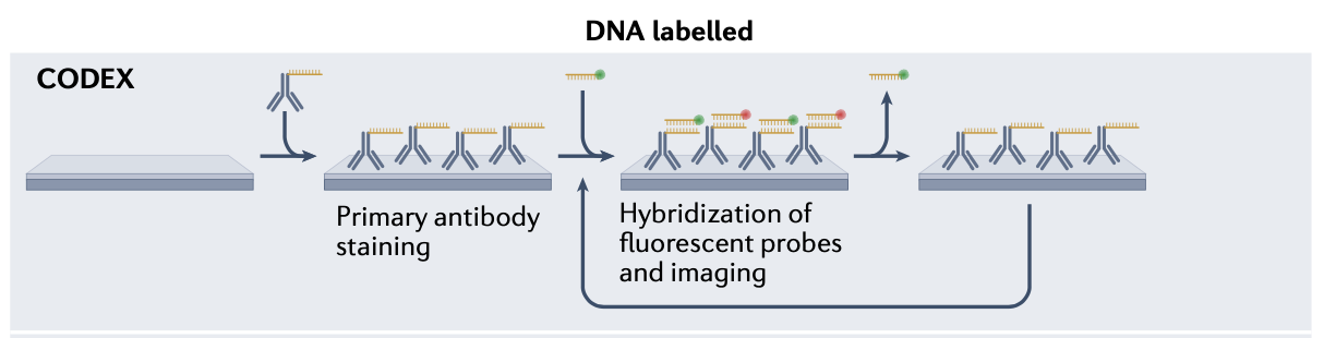 前沿空间组学技术系统比对 - 华盈生物 - 博客园